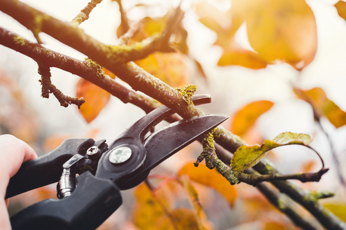 Benefits of Tree Pruning