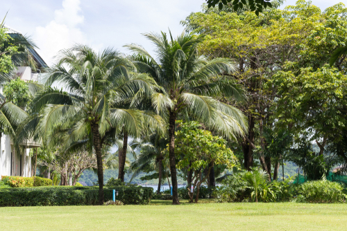 How Long Do Palm Trees Live?
