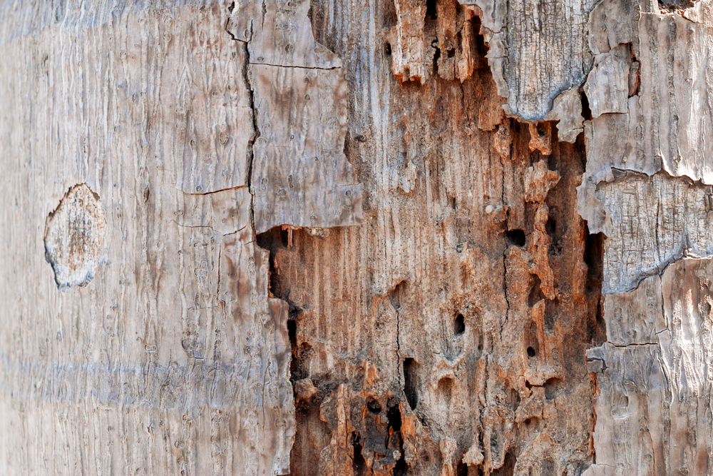 How to Spot Termite Damage in Trees | Affordable Tree Service