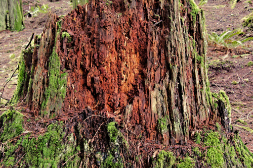 Signs of Wood Rot in Trees