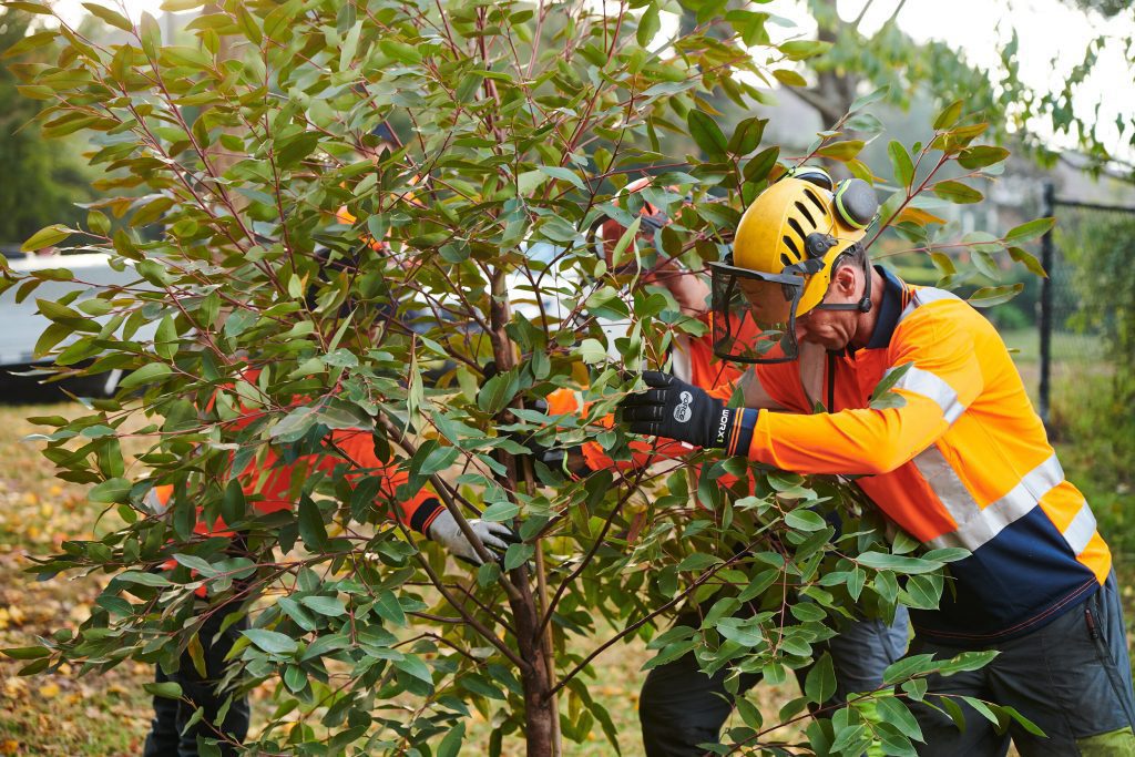Affordable Tree Service: Expert Tree Lopping in Brisbane